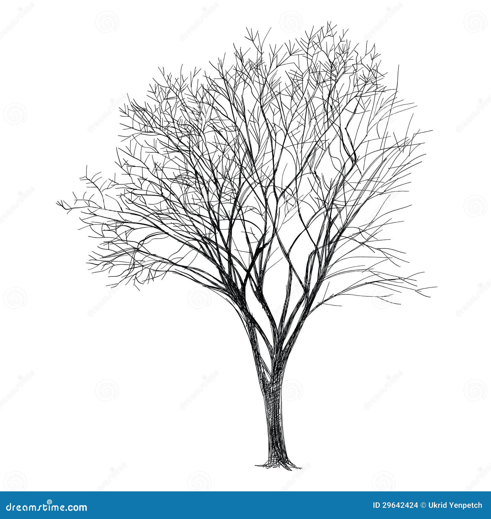 Tree Vector - Hand Drawn stock vector. Illustration of bare - 29642424
