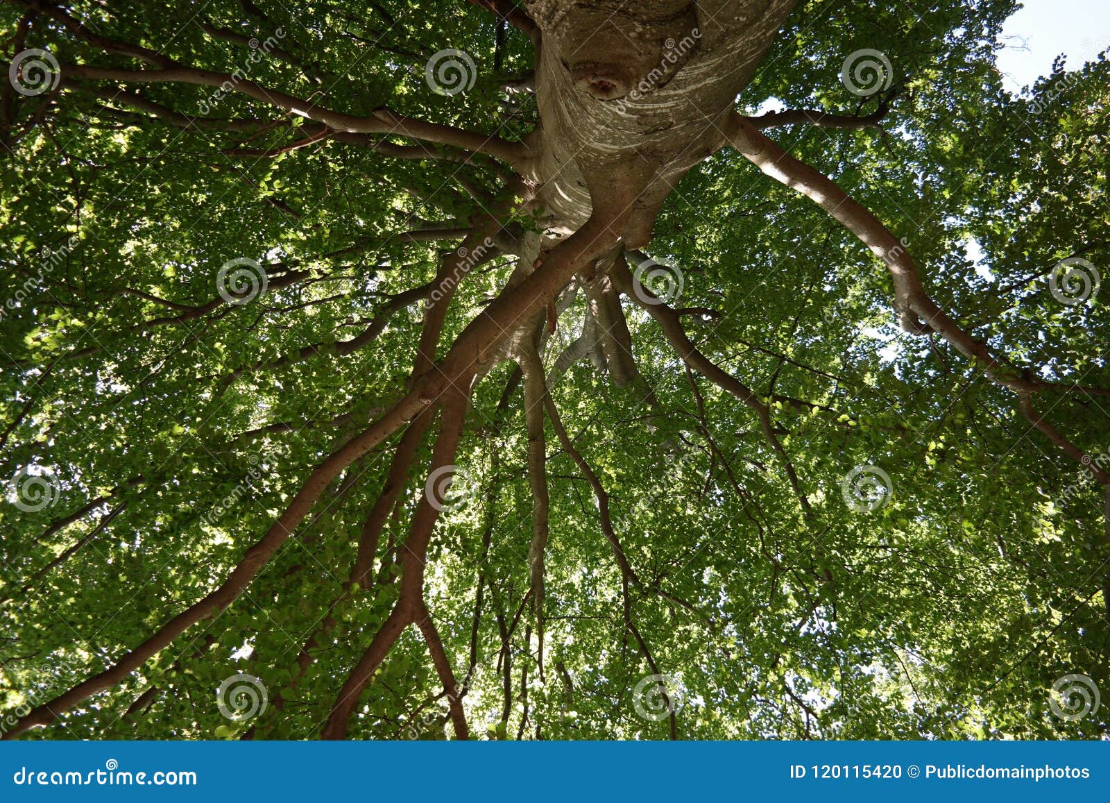 Tree, Vegetation, Ecosystem, Branch Picture. Image: 120115420