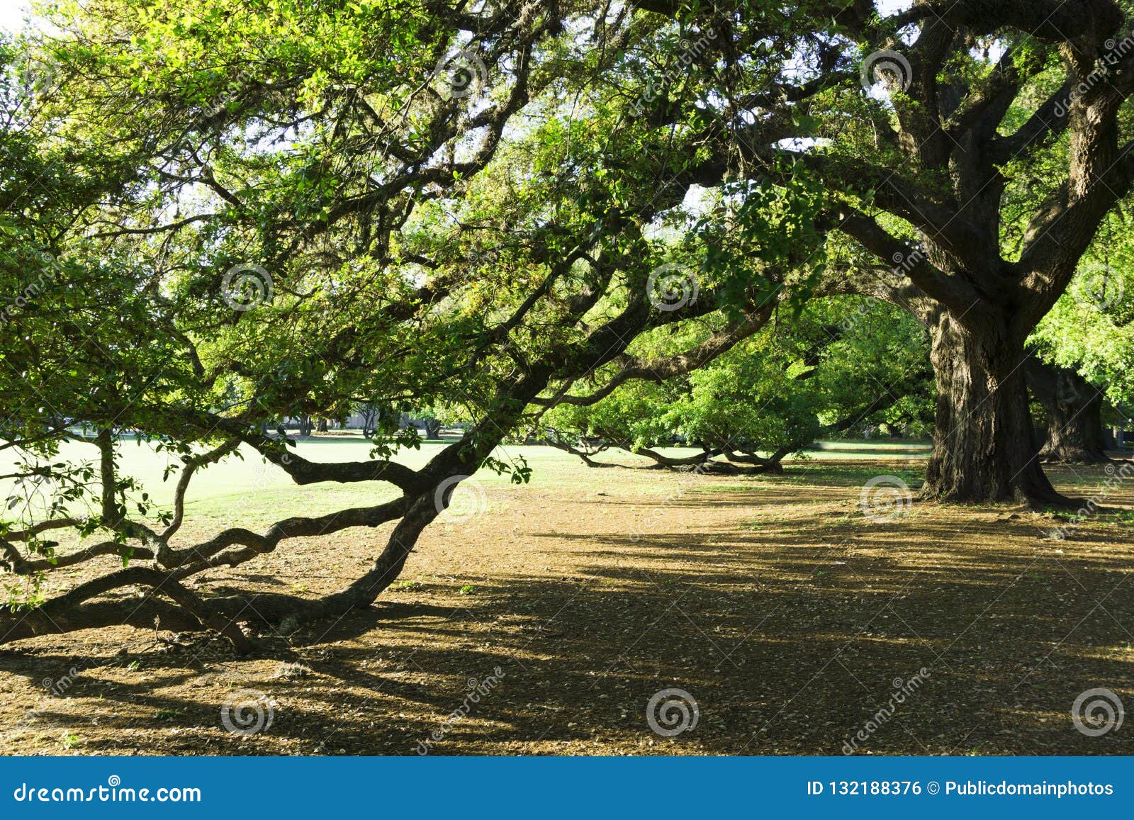 Tree, Vegetation, Woody Plant, Plant Picture. Image: 132188376