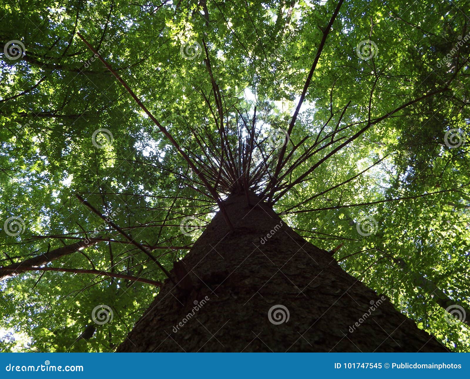 Tree, Vegetation, Woody Plant, Ecosystem Picture. Image: 101747545