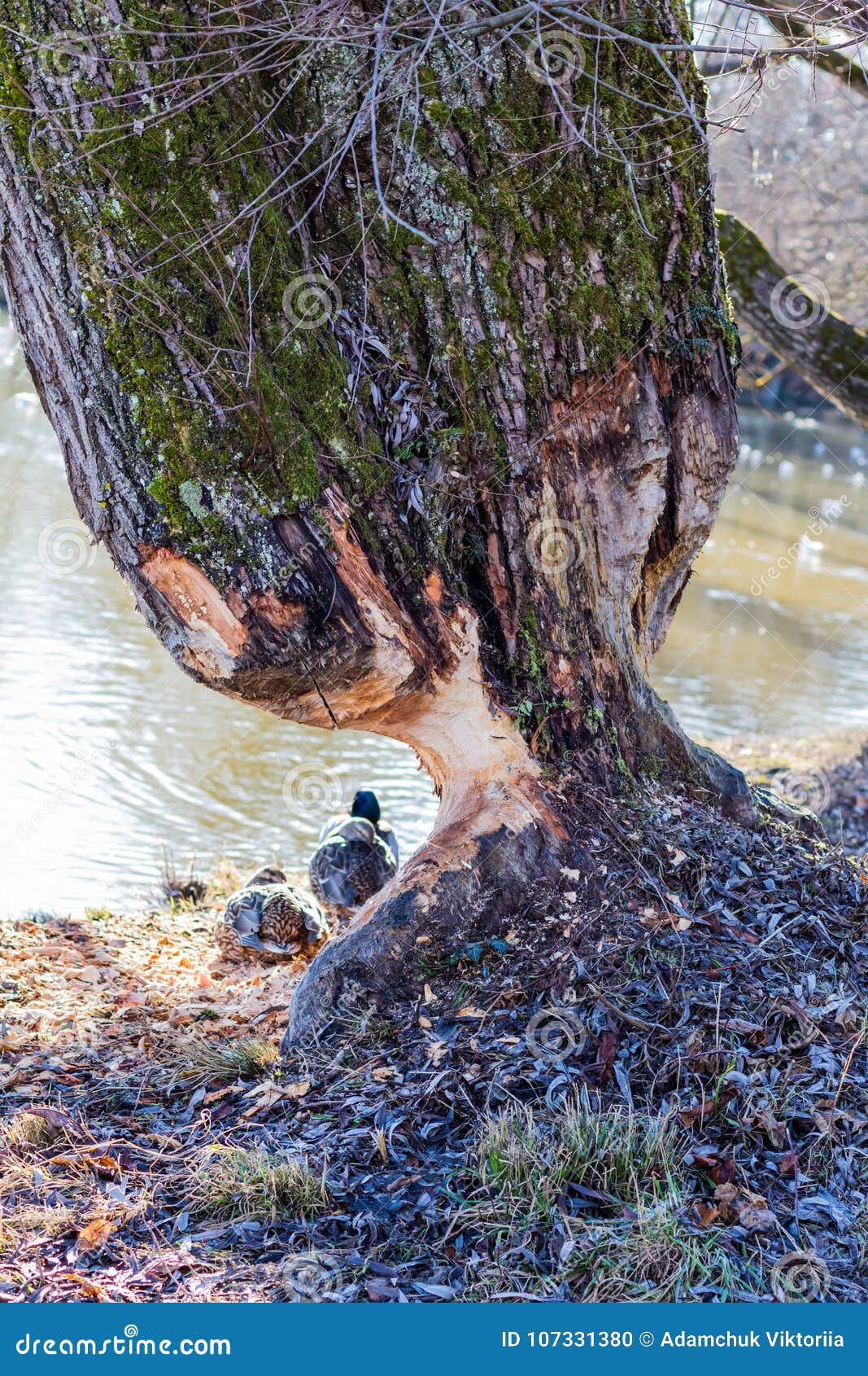 A Tree on the Verge of Falling after Being Eaten Away at by a Beaver ...