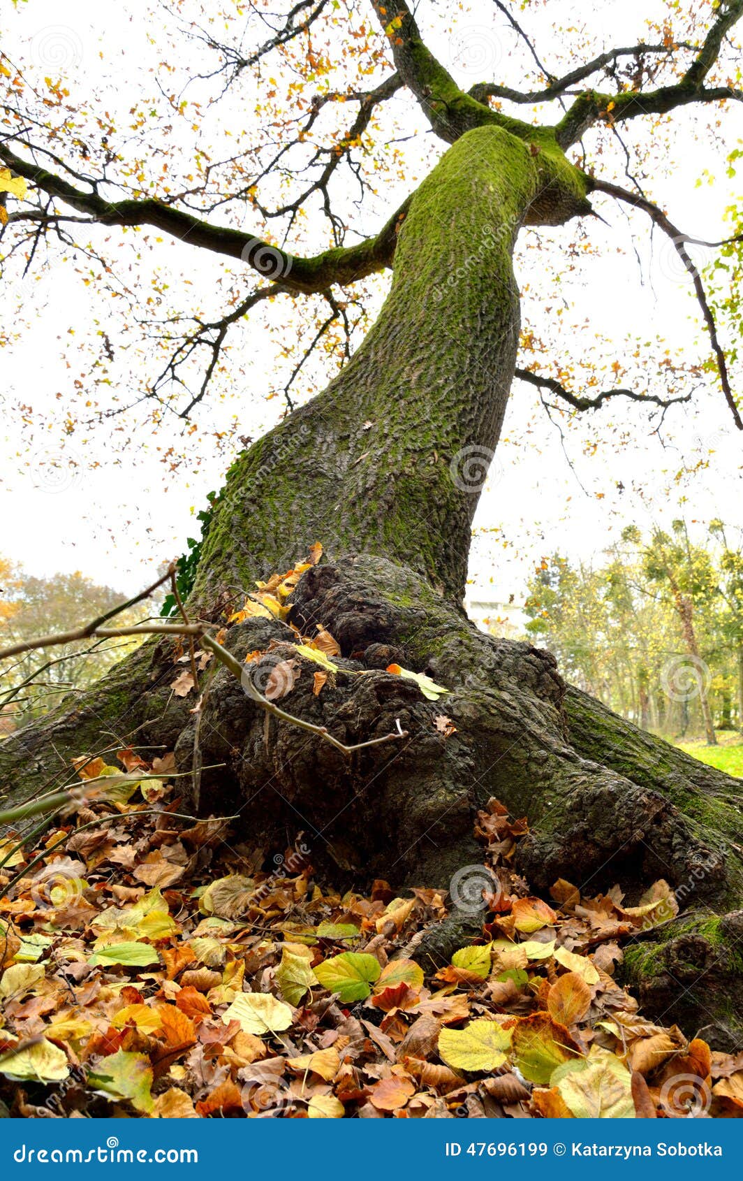 Tree at a verge of falling stock image. Image of surviving - 47696199
