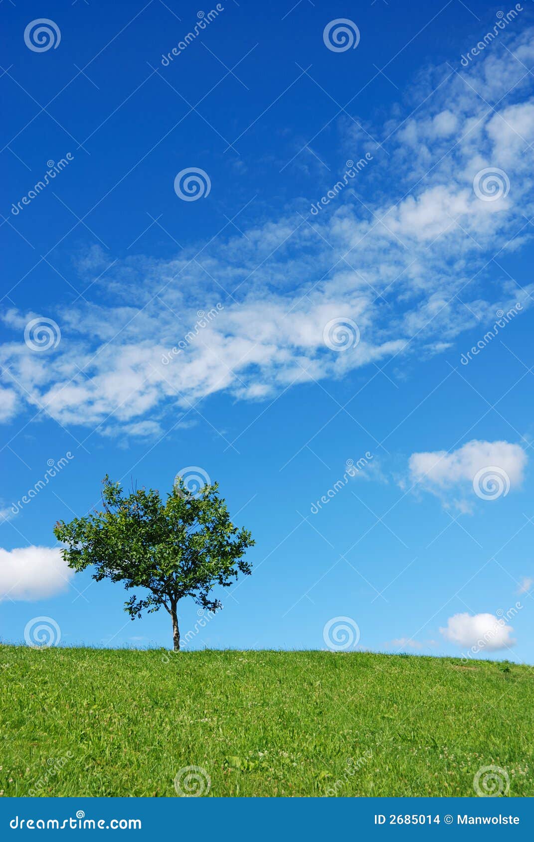 Tree vertical stock photo. Image of spring, rural, environment - 2685014