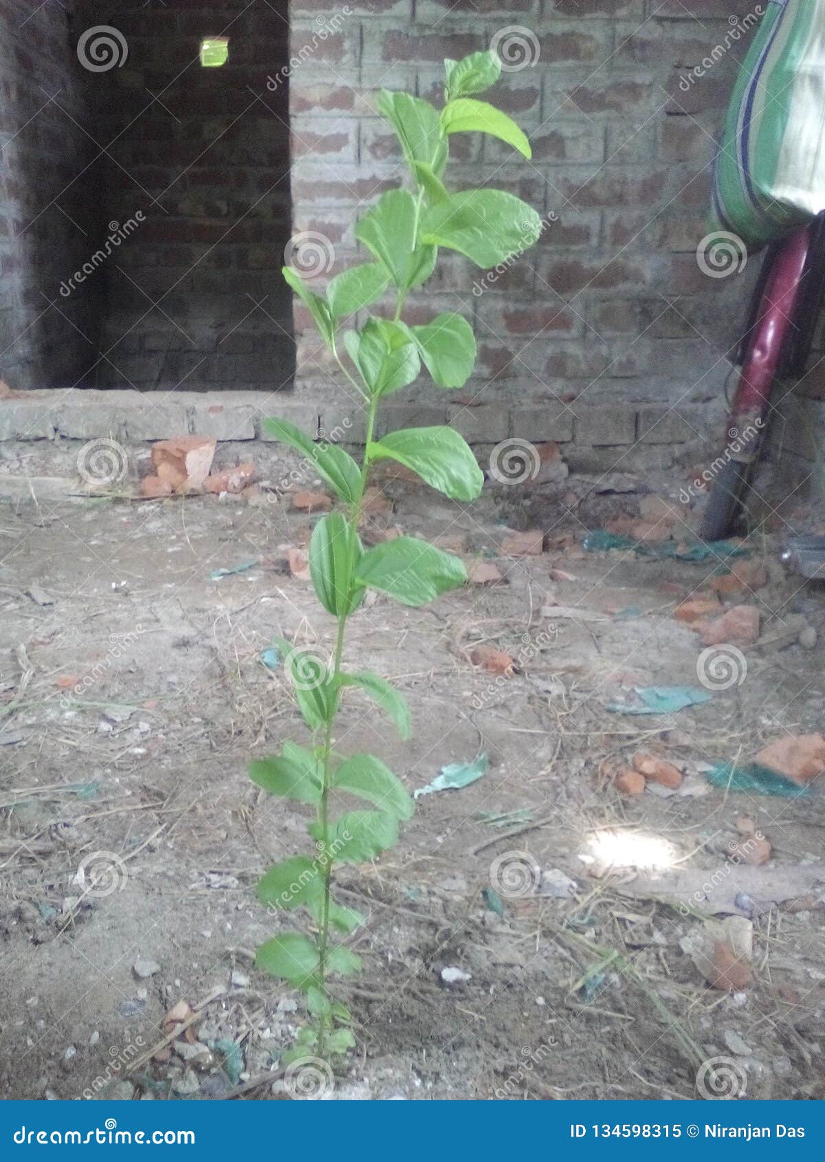 Tree stock image. Image of nice, tree, little, beautiful - 134598315