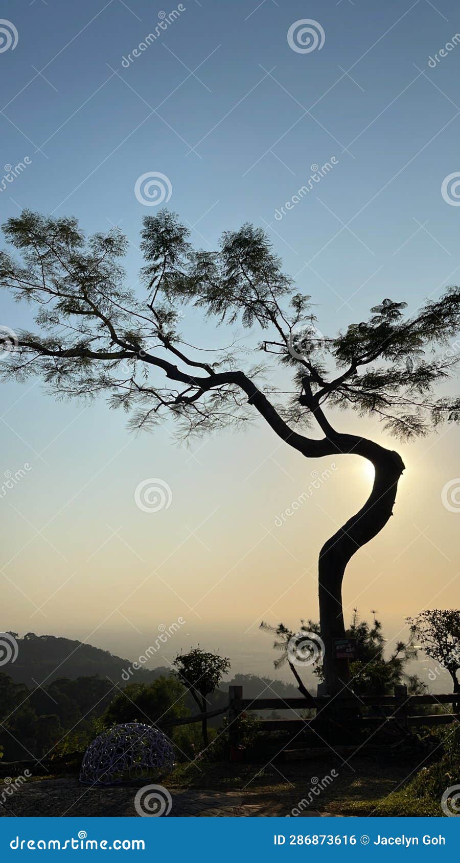 Tree stock photo. Image of holiday, tree, cool, sunset - 286873616