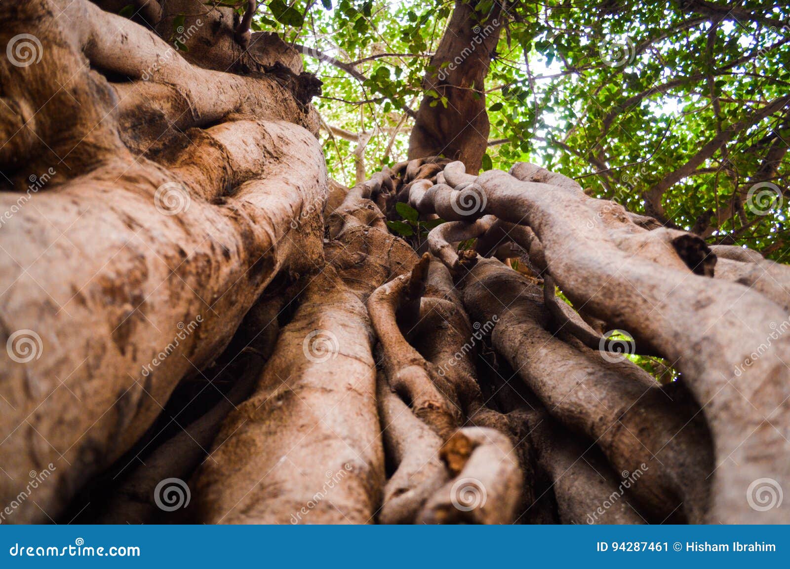 Tree stock image. Image of brown, strong, trees, garden - 94287461