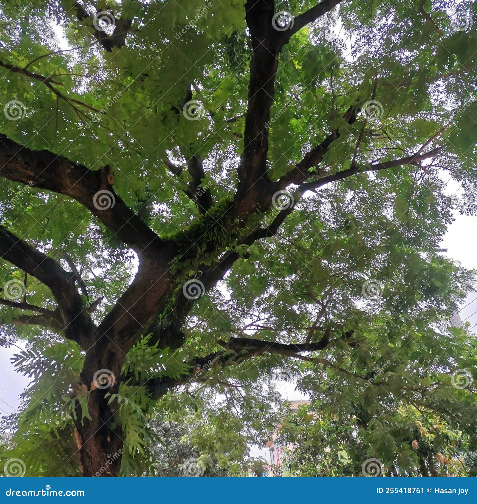 The tree stock image. Image of tree, bogura, baropur - 255418761