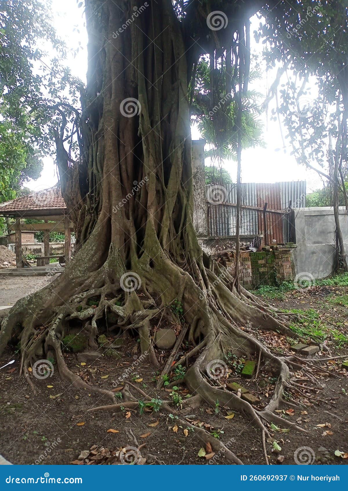 The Tree Very Old, Strong and Unique. Stock Image - Image of strong ...
