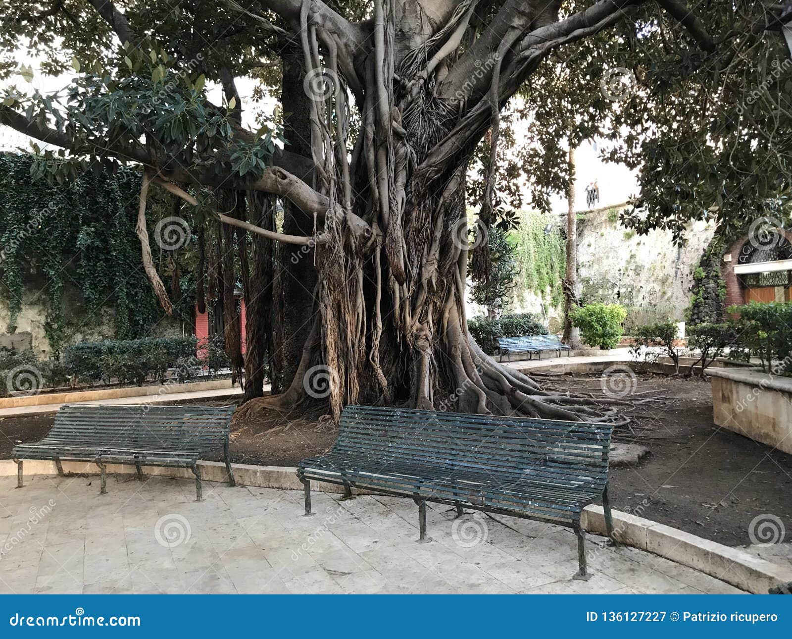 Sicily tree stock image. Image of sicily, tree, syracuse - 136127227