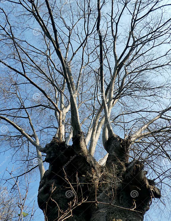 Tree with a Very Robust Trunk and Small Branches and Twigs on it Stock ...