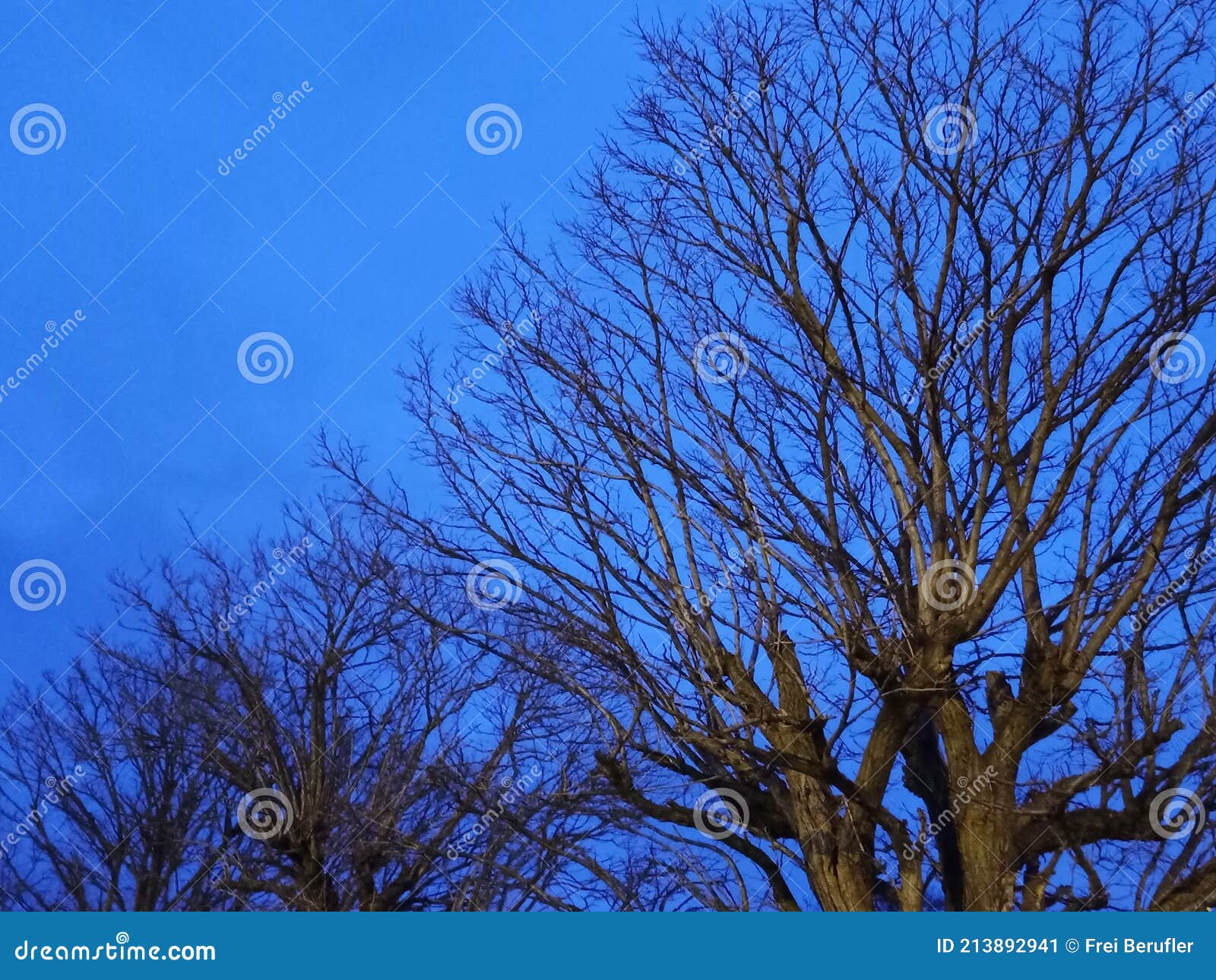 Tree Very Well Illuminated with Blue Background Stock Image - Image of ...
