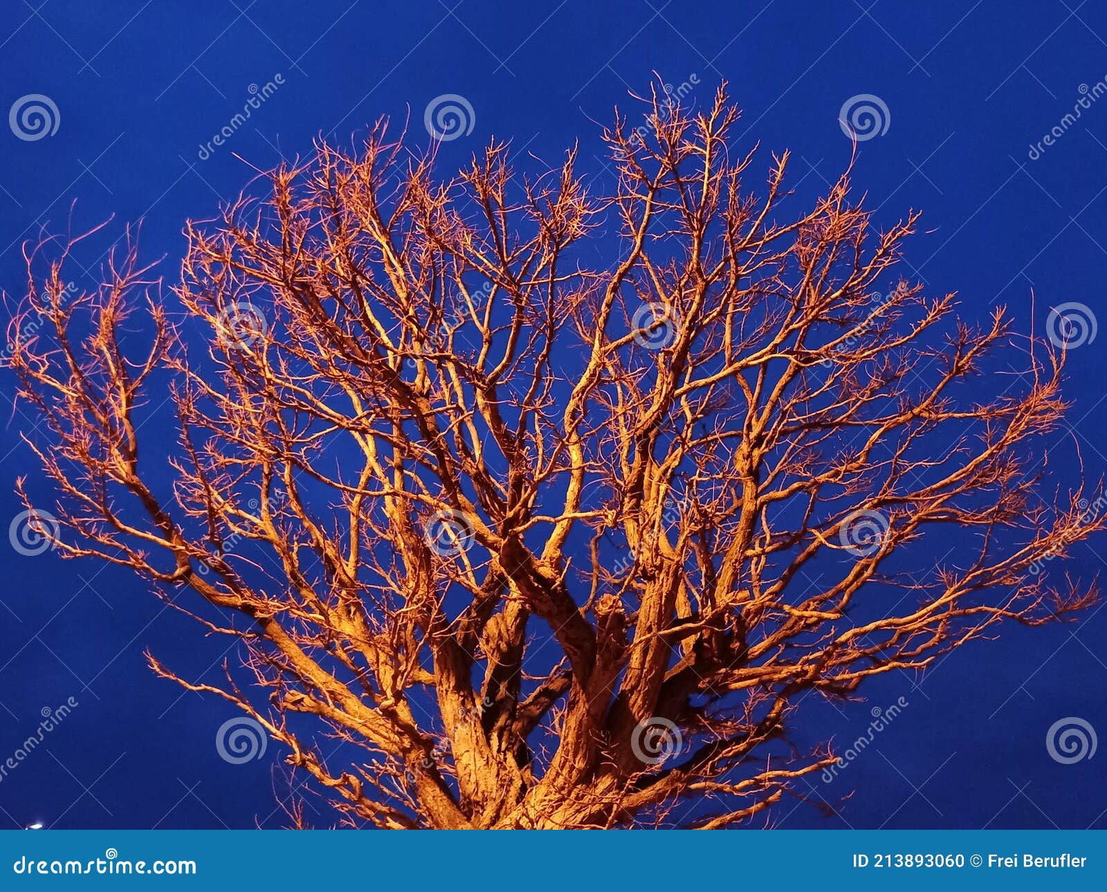 Tree Very Well Illuminated with Blue Background Stock Photo - Image of ...