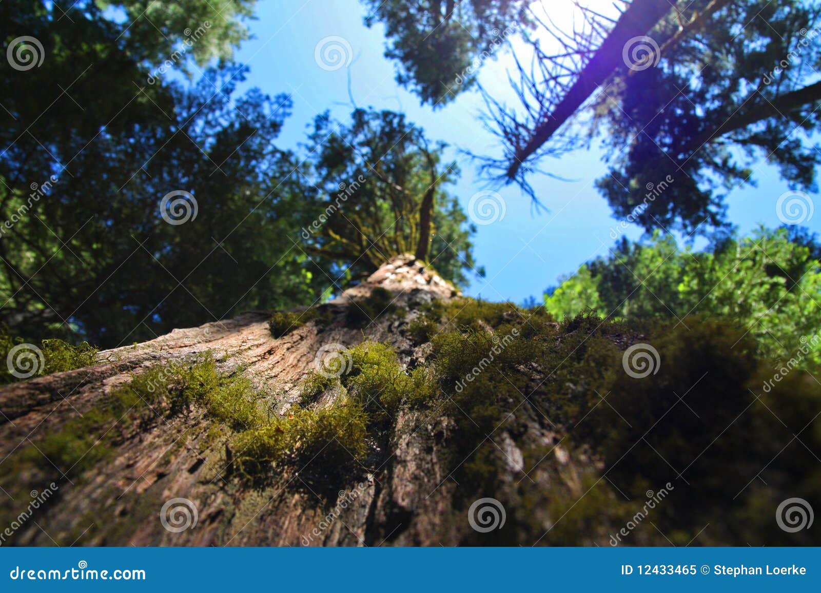 Tree view stock image. Image of nature, giant, yosemite - 12433465