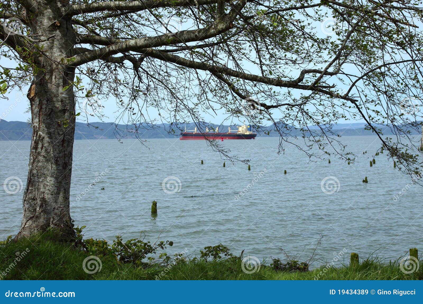 Tree with a View of the Astoria Harbor. Stock Image - Image of ...