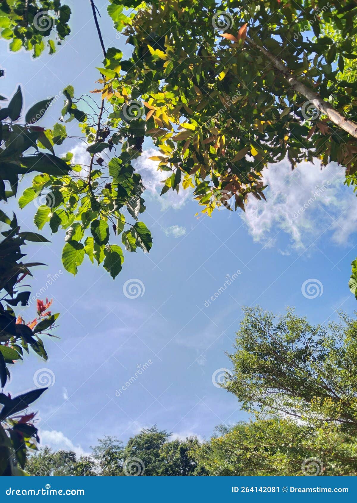 Tree view stock image. Image of tree, eyes, clear, beautiful - 264142081