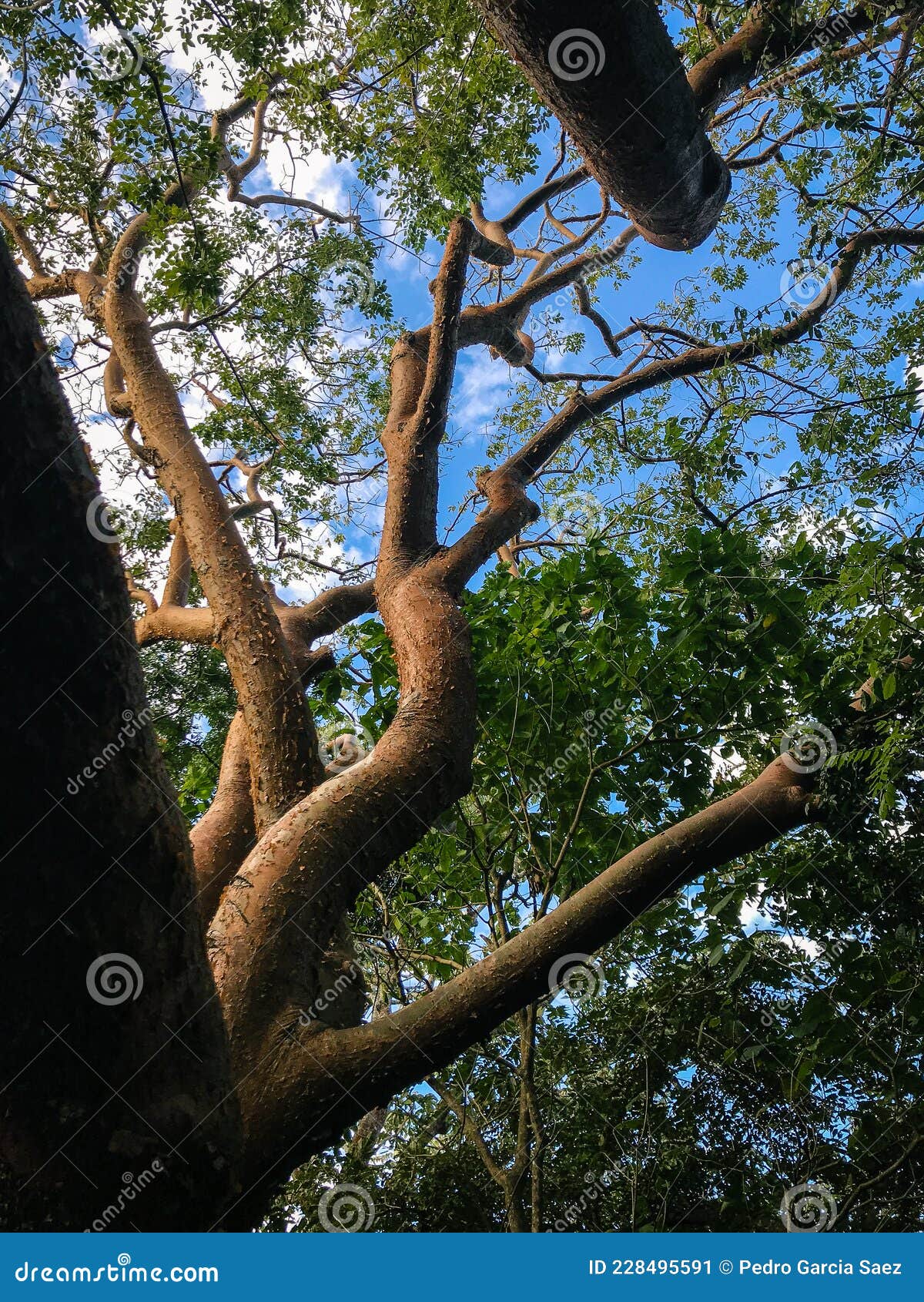 Tree View from Bellow with Winding Trunk, Sunset Light and Blue Sky ...