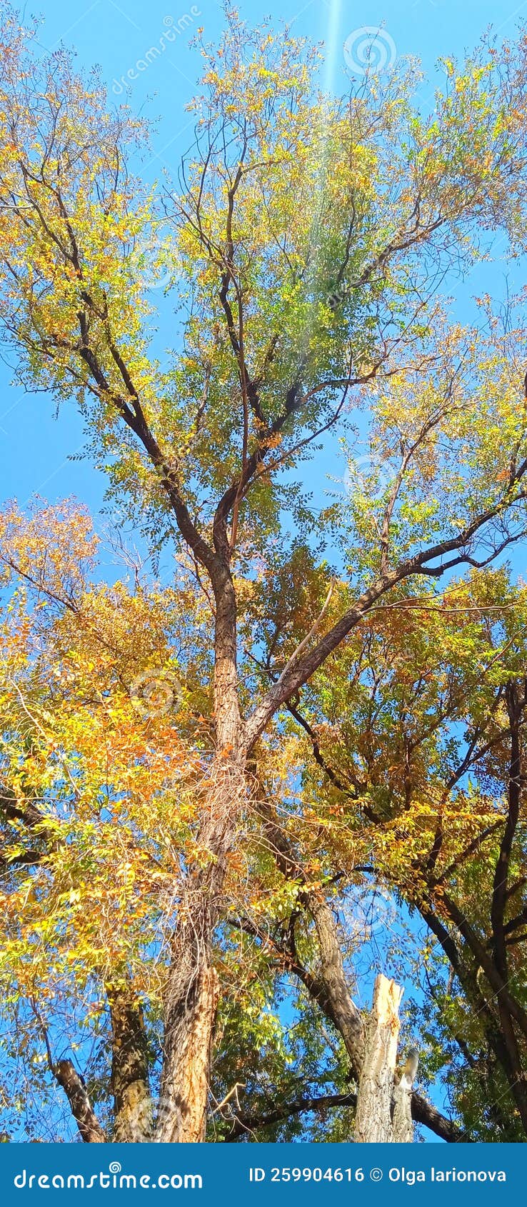Tree View from Below Autumn, Nuture Stock Photo - Image of view, nuture ...