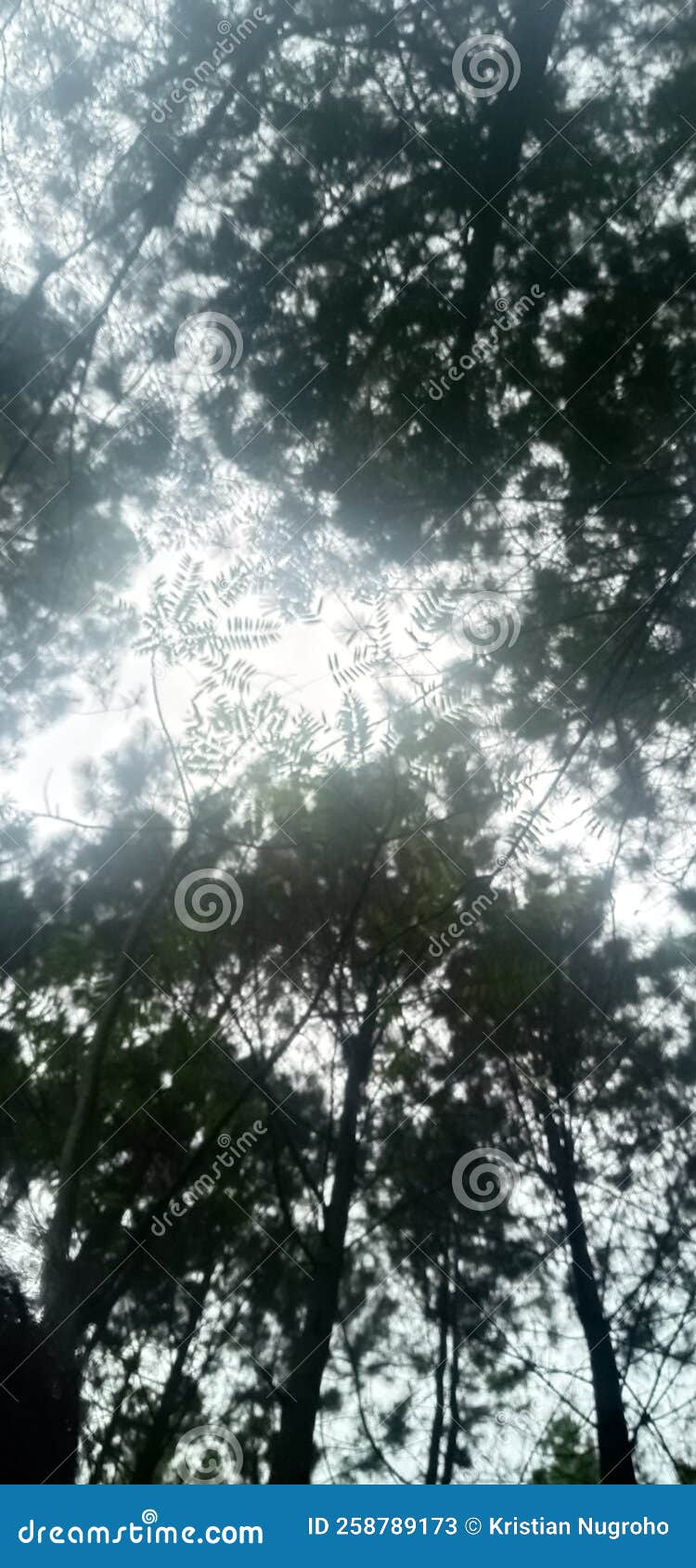 Tree View from Below. Leaves and Branches View Stock Image - Image of ...