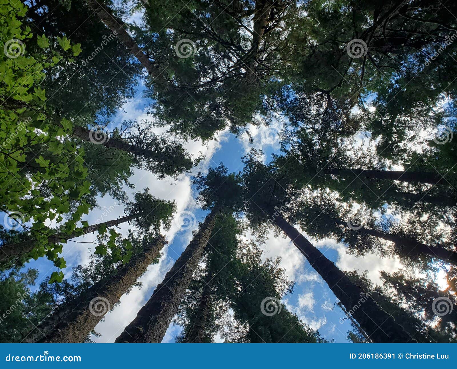 Tree view from below stock image. Image of autumn, park - 206186391
