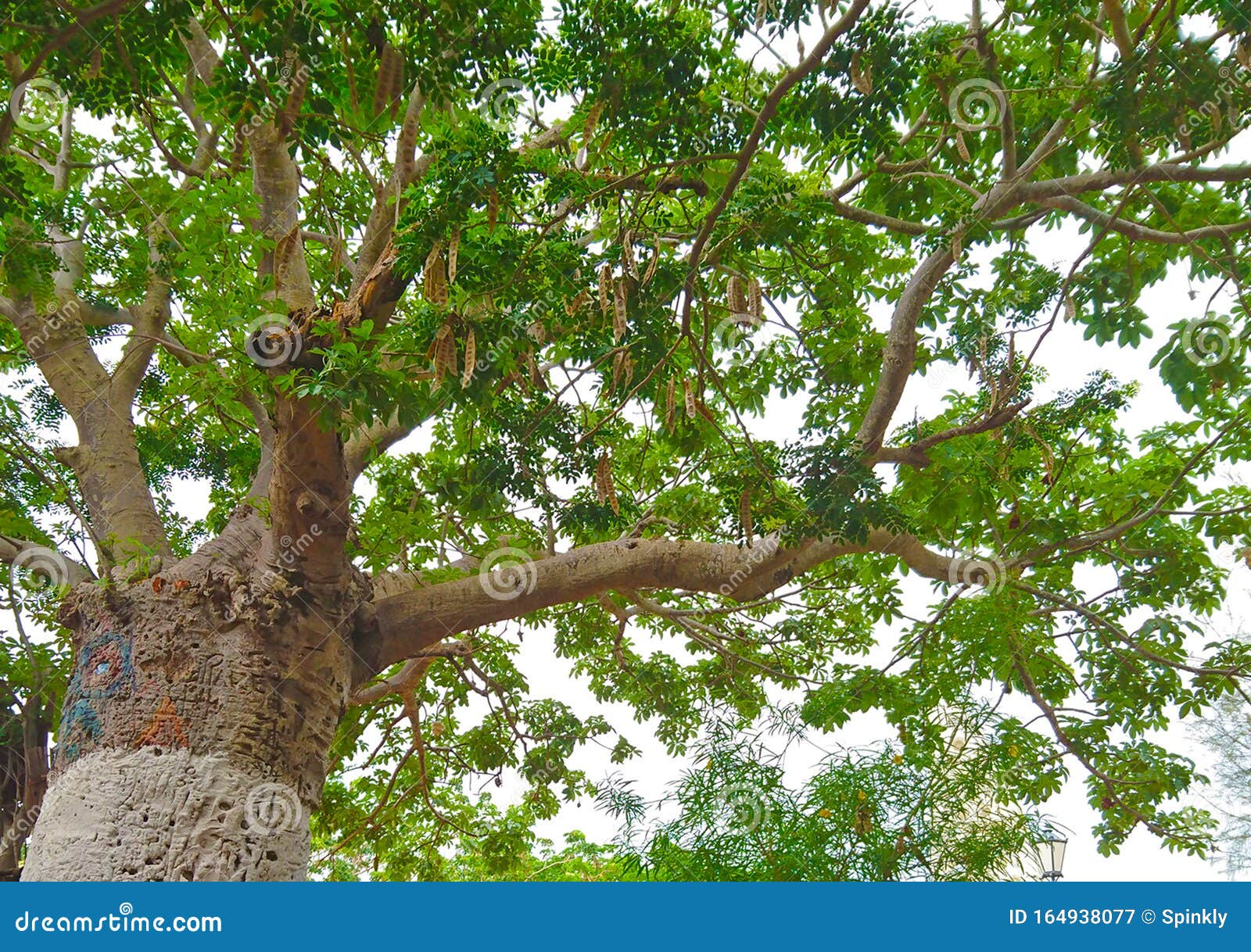 Tree View from Bottom Background Image Stock Image - Image of designs ...