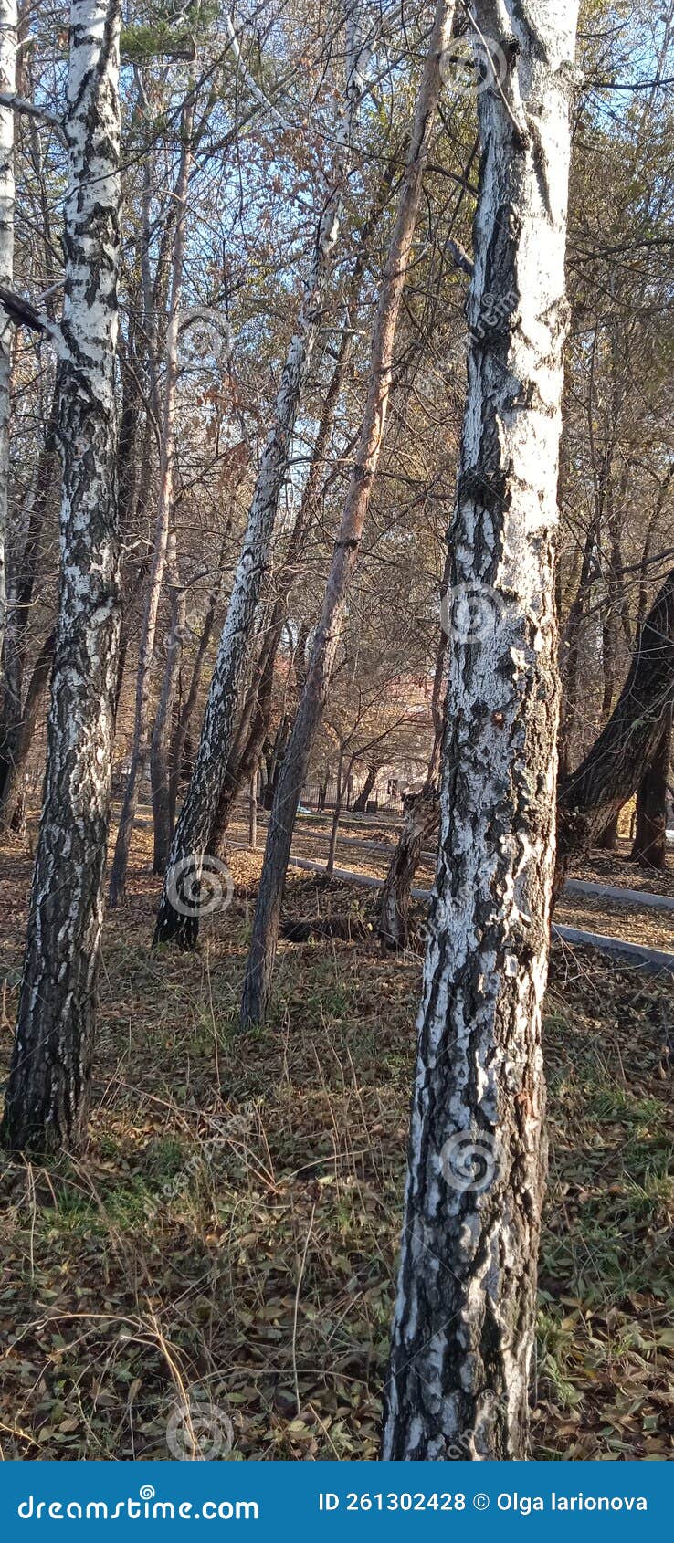 Tree View from Bottom To Top. on the Background of the Sky Stock Photo ...