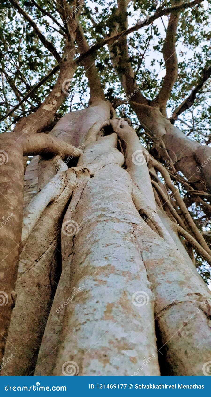 Tree stock image. Image of bottom, tree, beautiful, view - 131469177