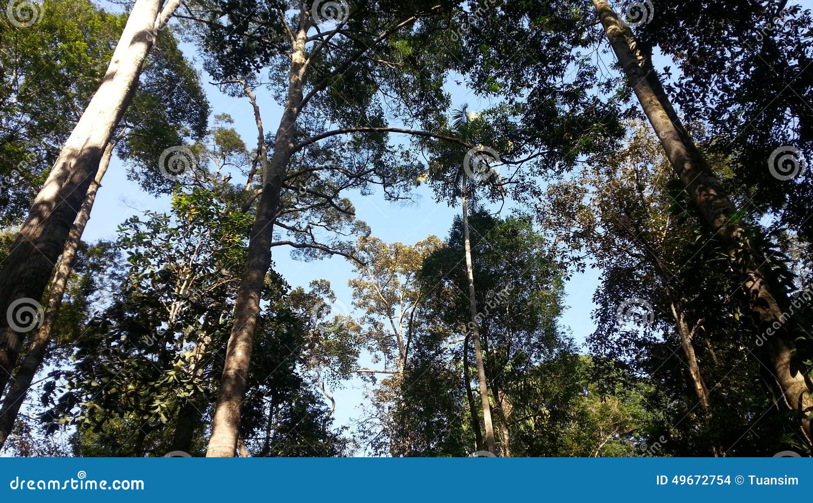 Tree view in the forest stock photo. Image of forest - 49672754