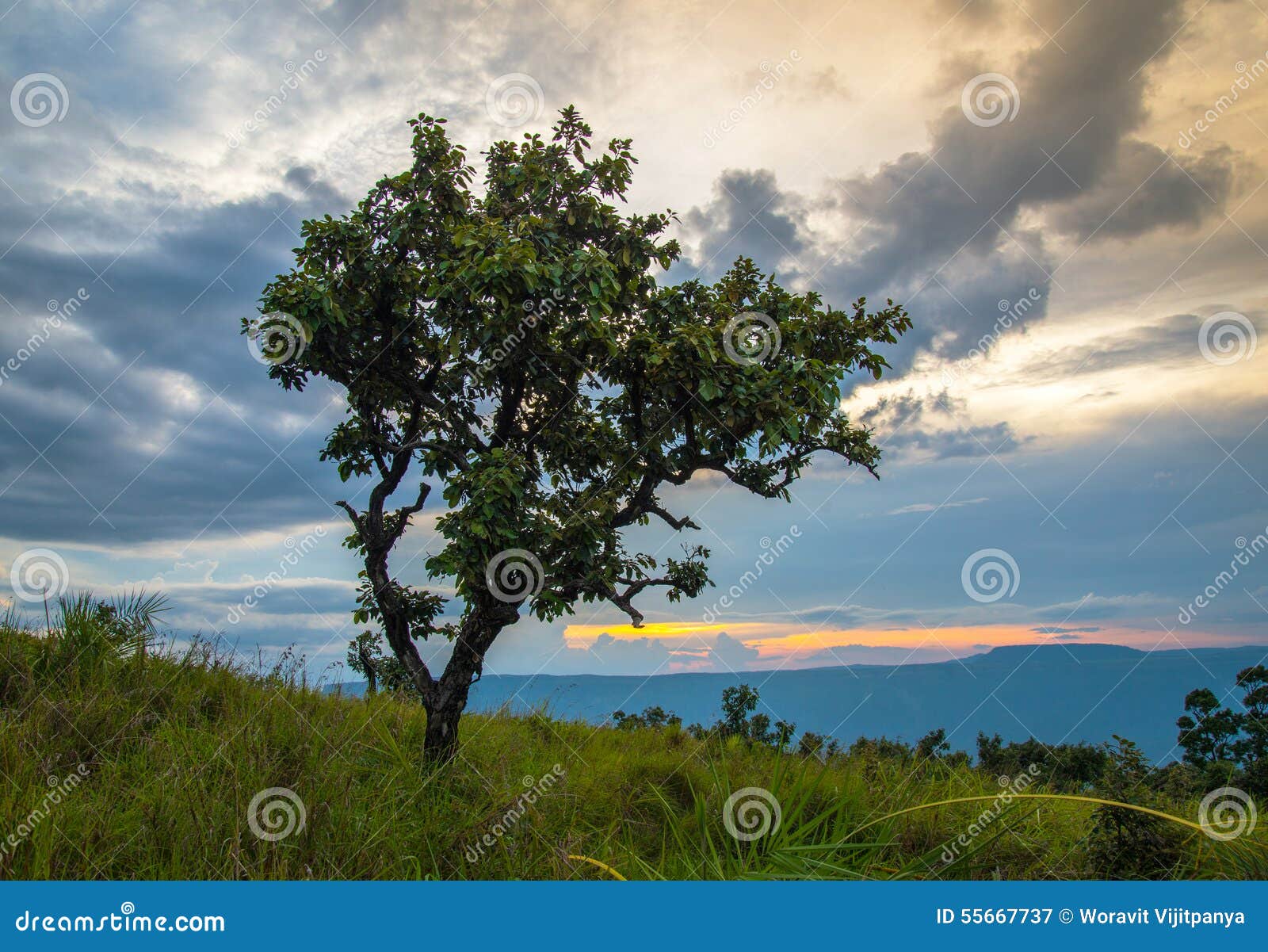 Tree View mountain stock image. Image of morning, plant - 55667737