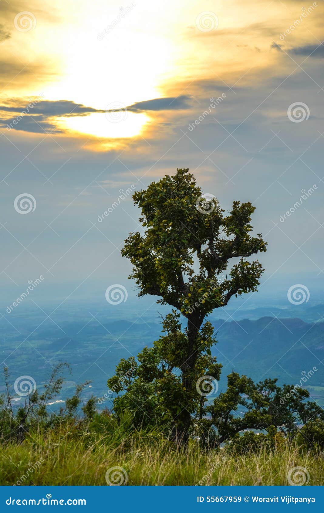 Tree View mountain stock image. Image of outdoors, mountain - 55667959