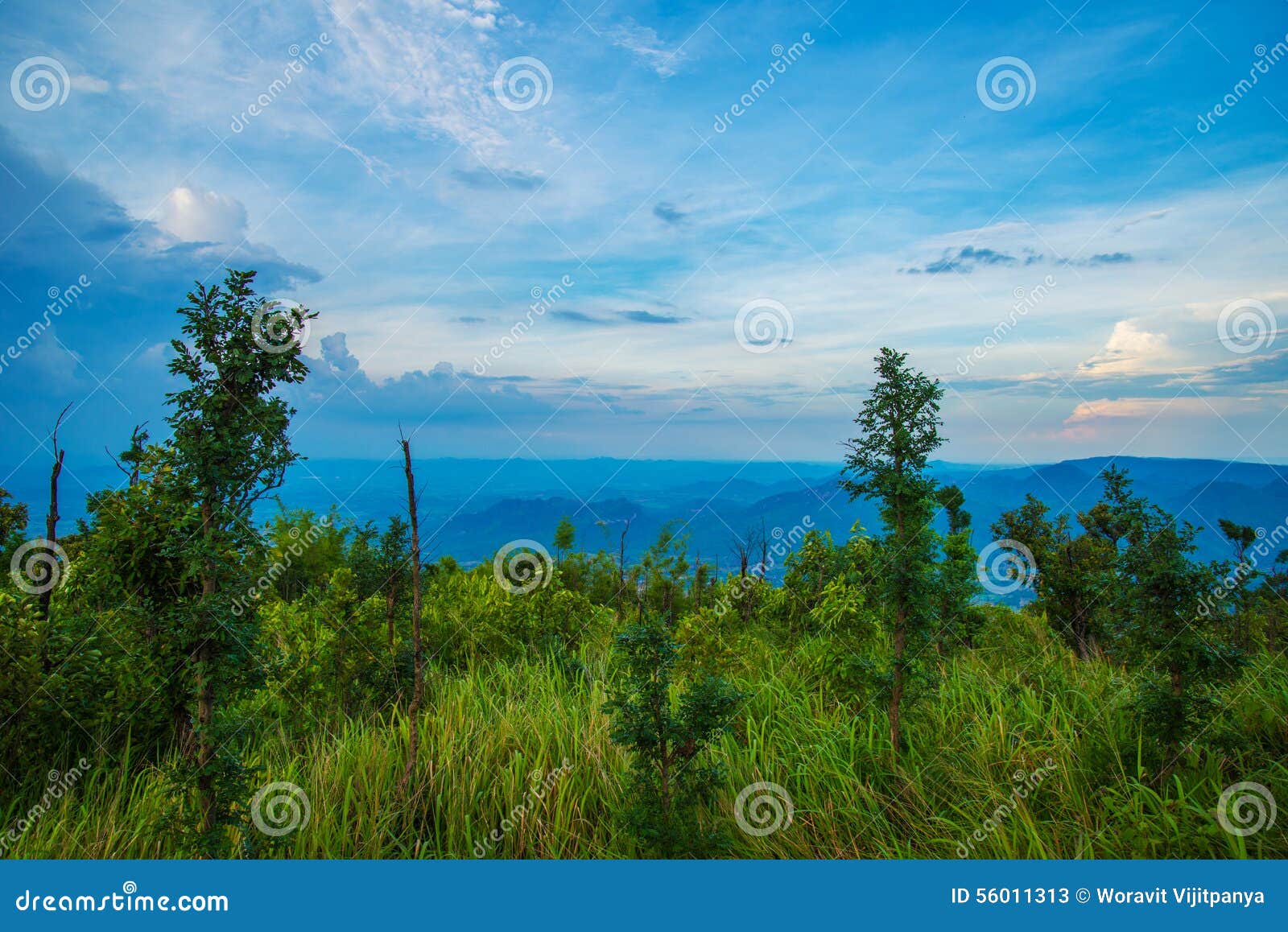 Tree View mountain stock image. Image of rough, nature - 56011313