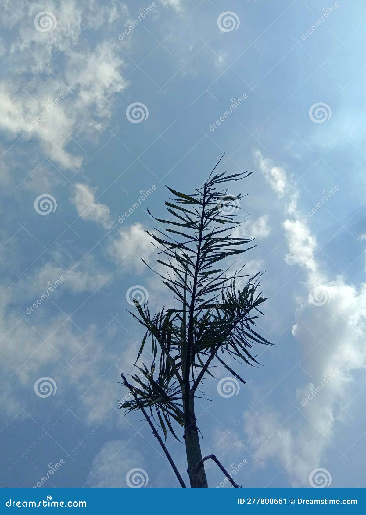 Tree view stock image. Image of view, tree, clouds, cloud - 277800661