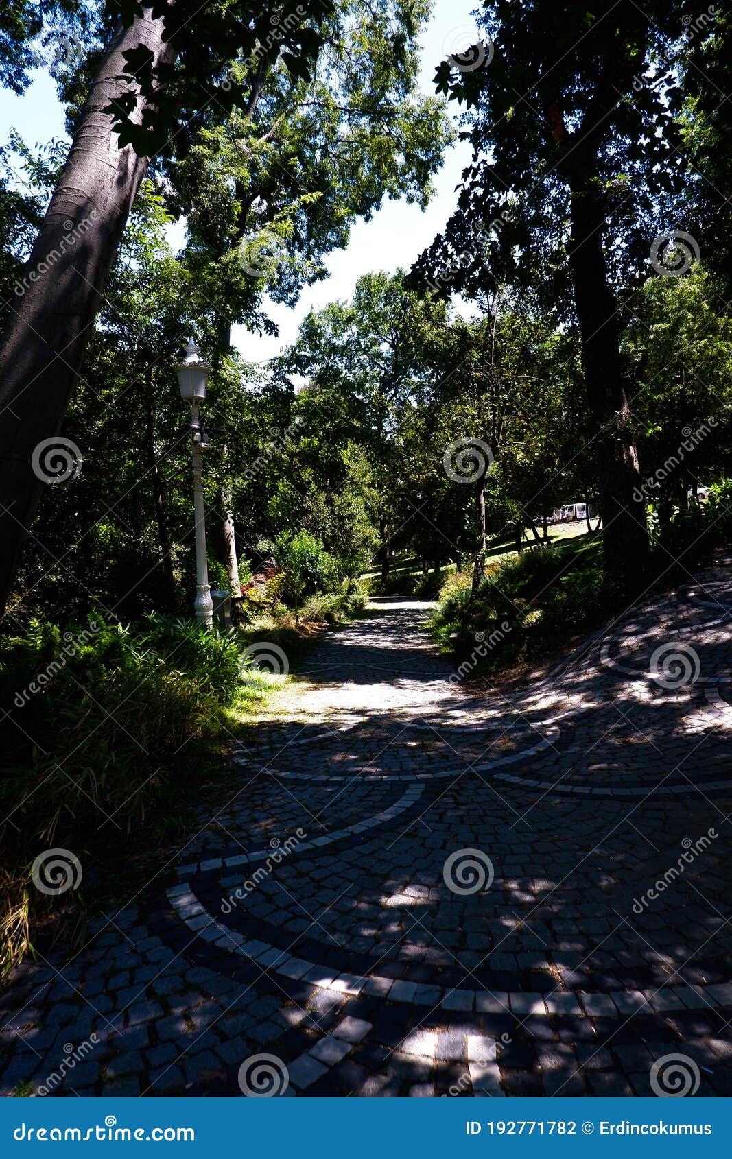 Tree View in Public Park No People Stock Photo - Image of environment ...