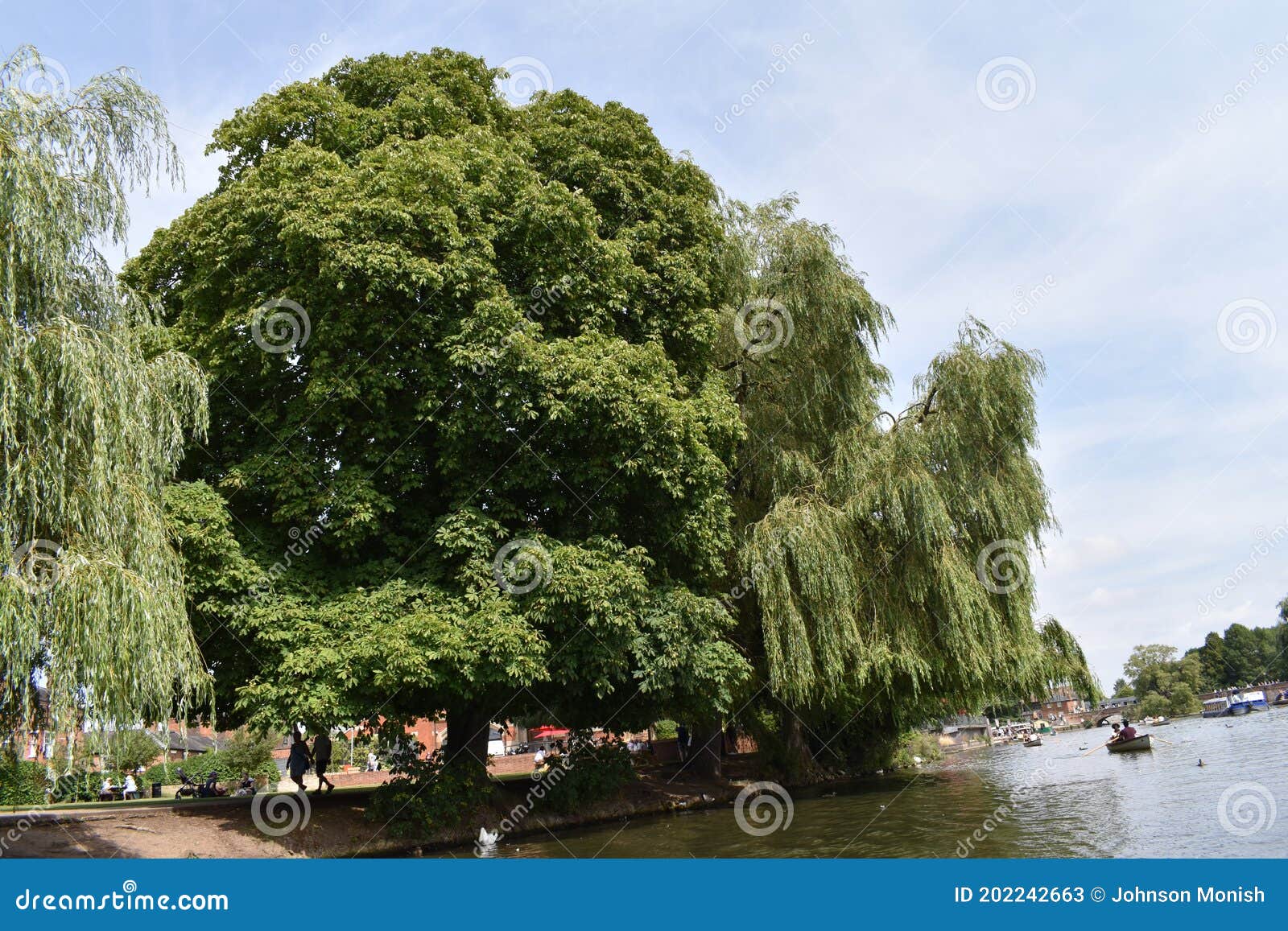 Tree view at river side stock image. Image of branch - 202242663