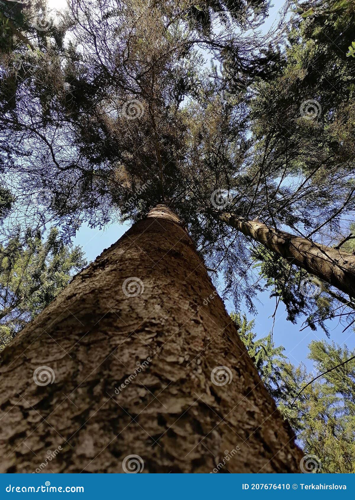 Tree view stock photo. Image of sunlight, woodland, green - 207676410