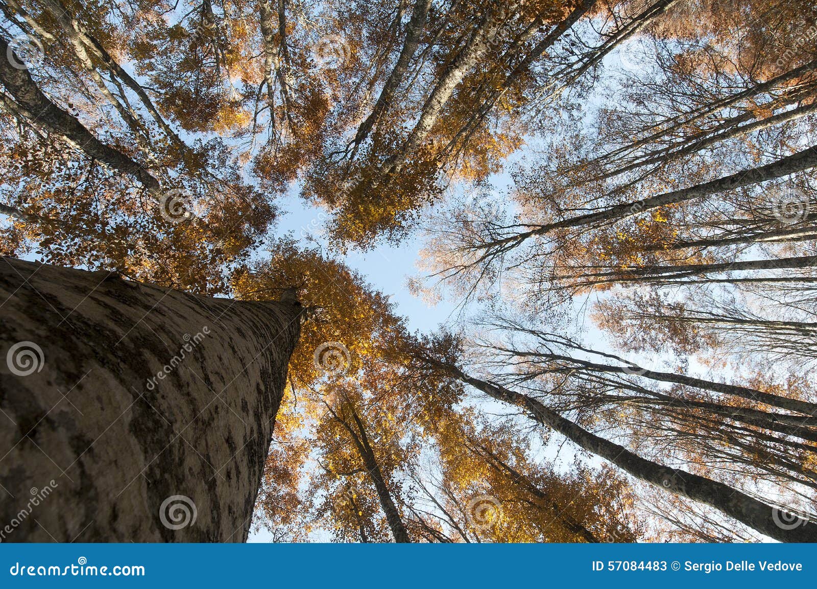 A tree stock image. Image of plants, branches, nature - 57084483