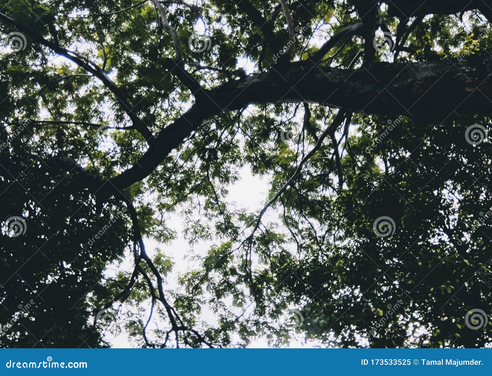 Tree view from underneath. stock image. Image of underneath - 173533525