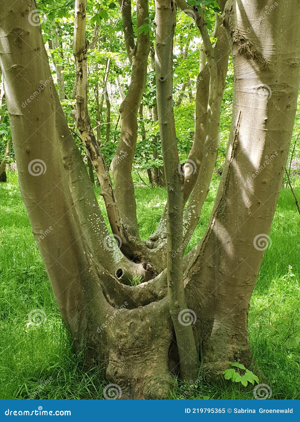 Tree viewe stock image. Image of green, forest, viewe - 219795365