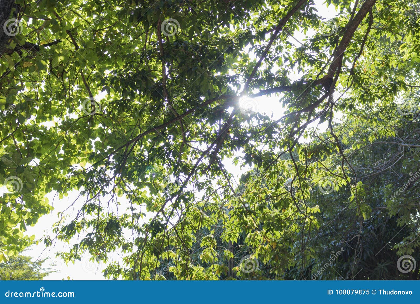 Tree Viewed from Bottom. Branches and Leaves Forming a Beautiful Stock ...
