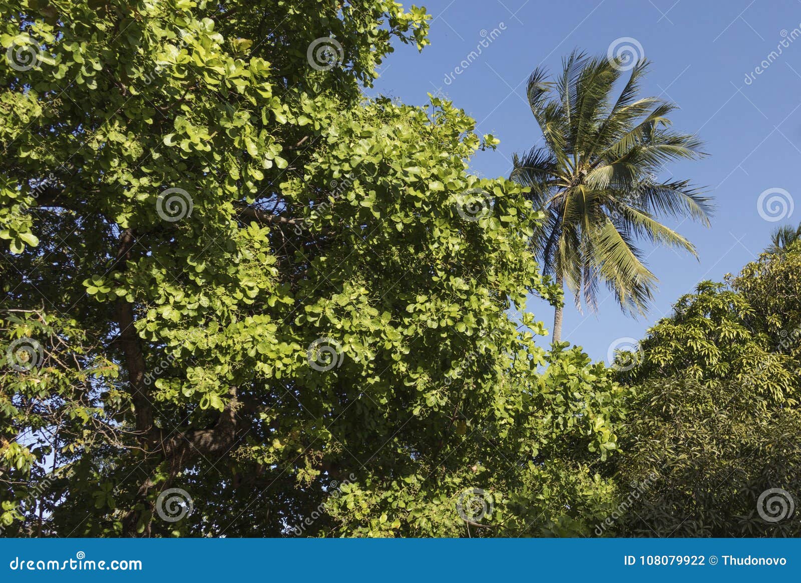Tree Viewed from Bottom. Branches and Leaves Forming a Beautiful Stock ...