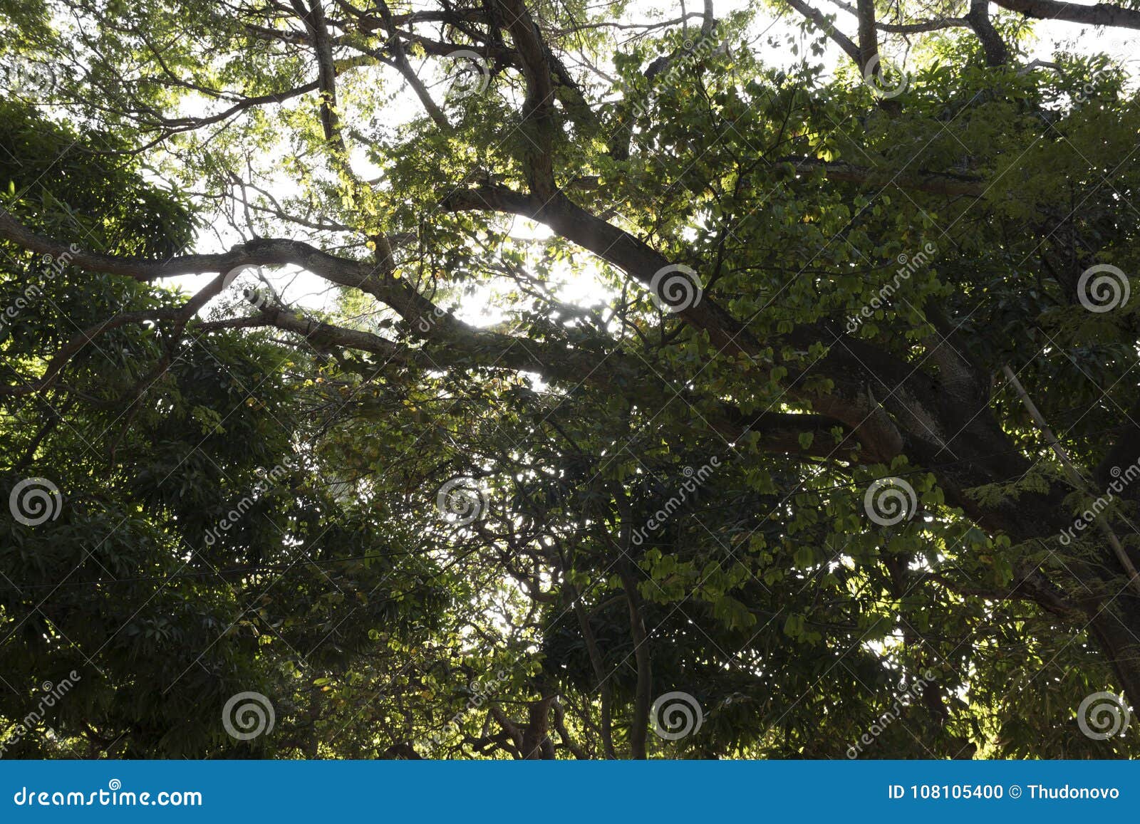 Tree Viewed from Bottom. Branches and Leaves Forming a Beautiful Stock ...