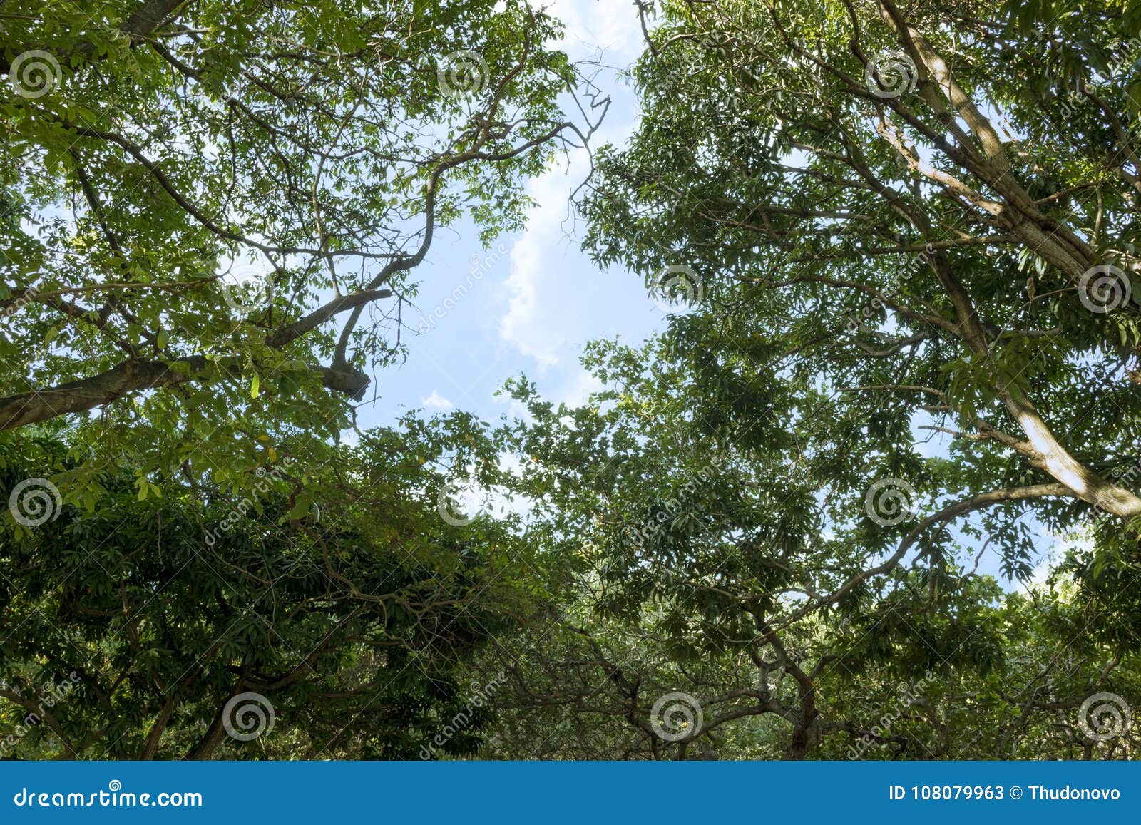 Tree Viewed from Bottom. Branches and Leaves Forming a Beautiful Stock ...