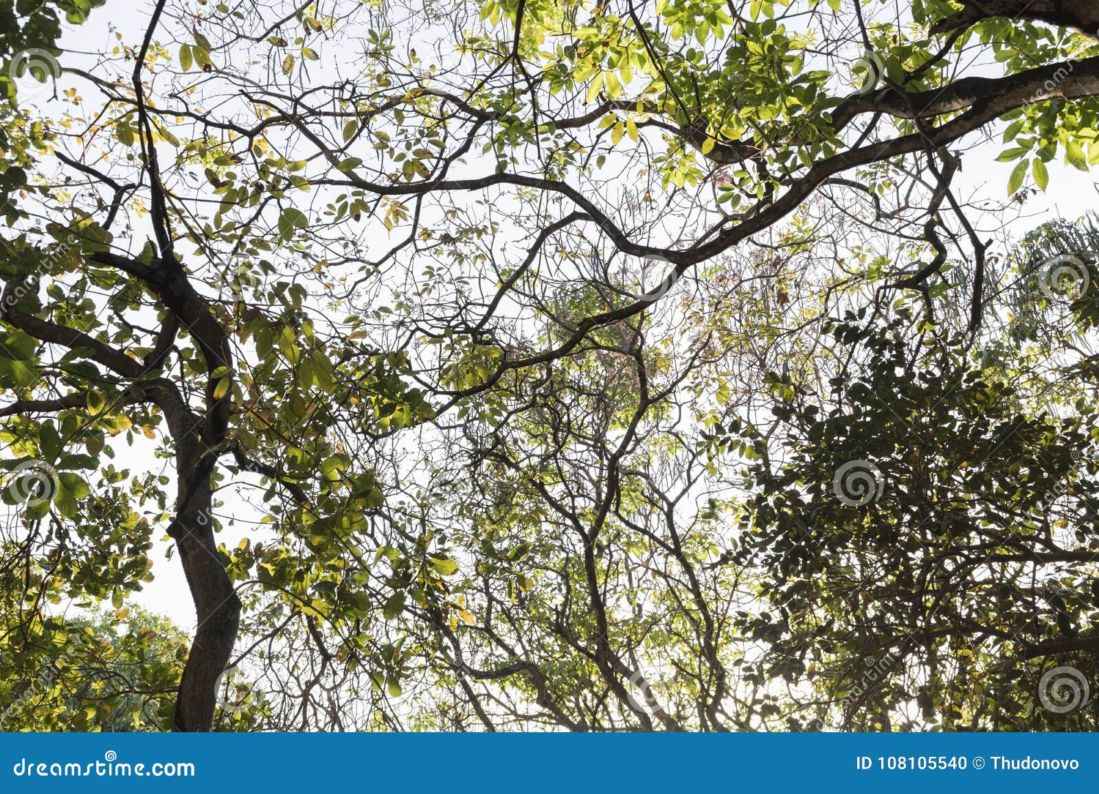Tree Viewed from Bottom. Branches and Leaves Forming a Beautiful Stock ...