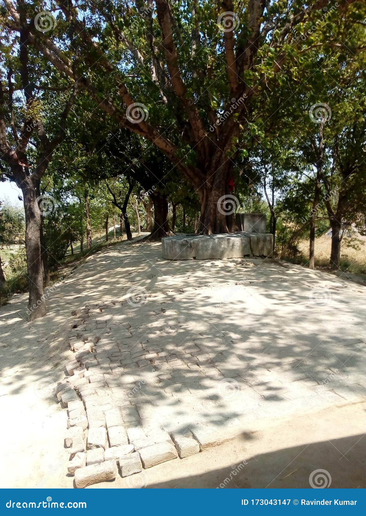 Tree in the Village in India Stock Image - Image of treesn, site: 173043147