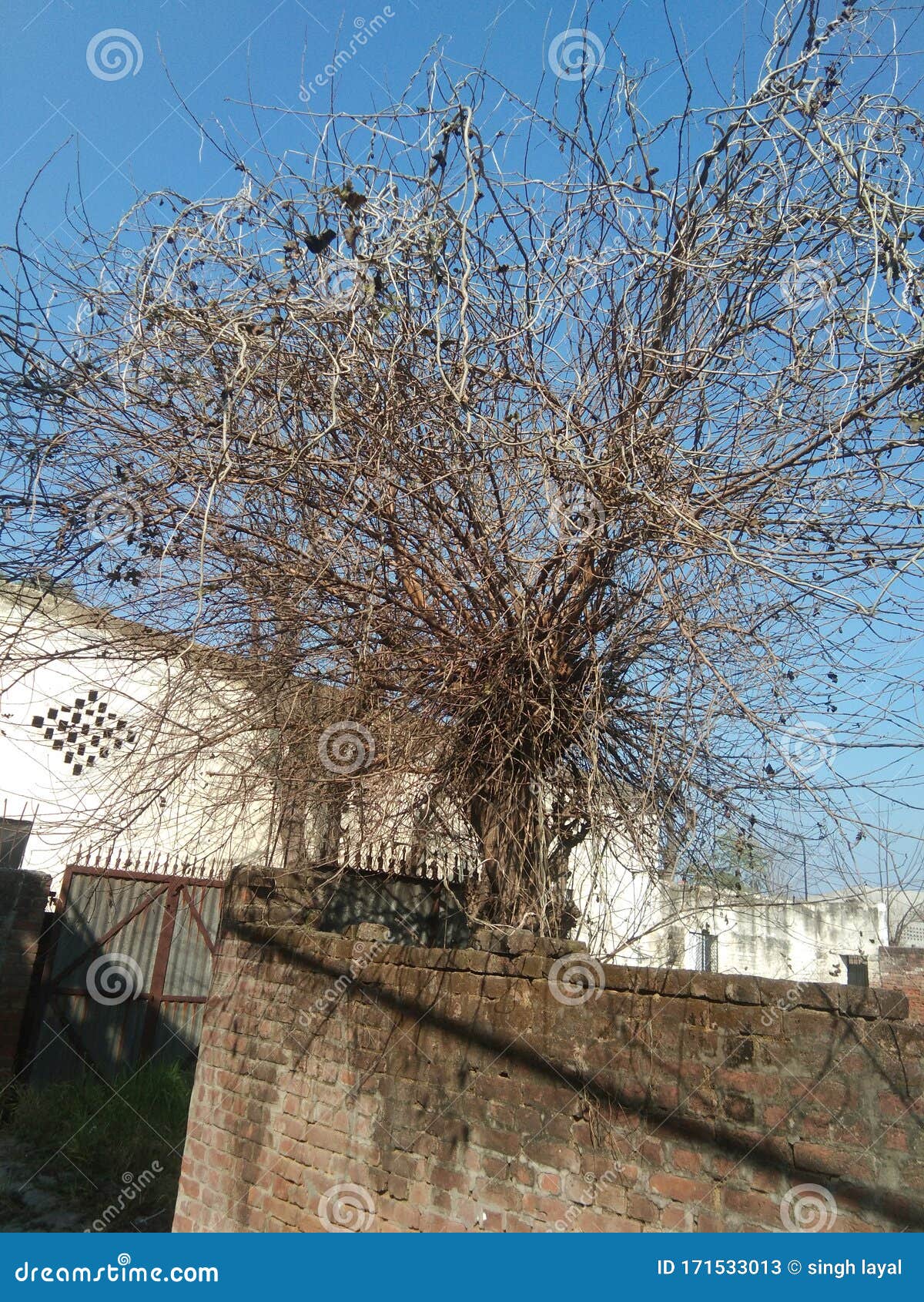 Tree in Village Punjab India Kotli Thansingh Stock Image - Image of ...