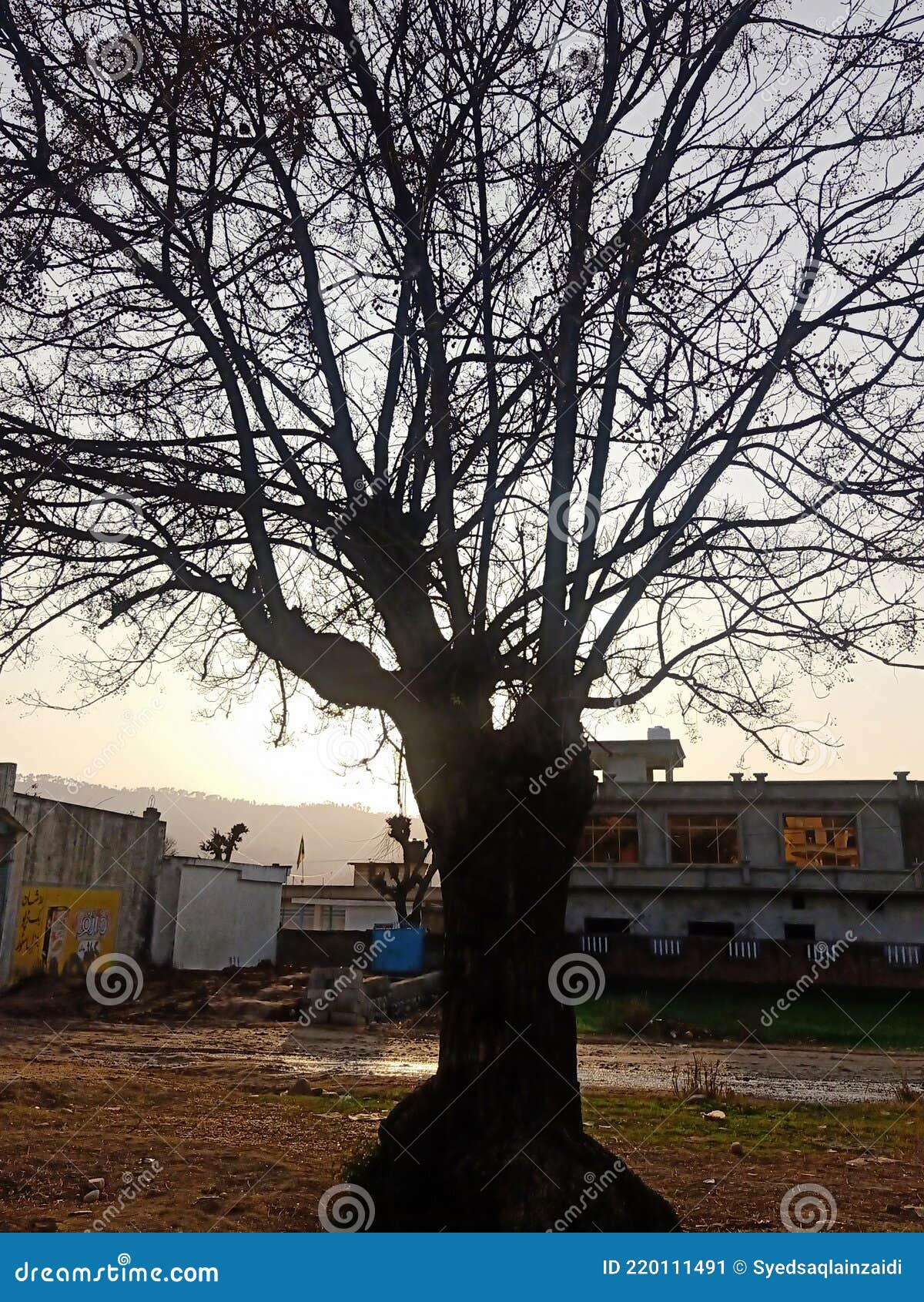 The tree in village stock image. Image of morning, plant - 220111491