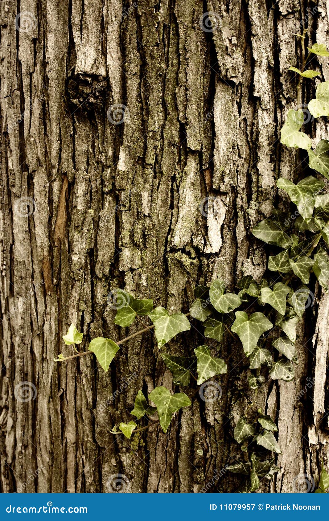 Tree and Vine stock image. Image of green, natural, wild - 11079957