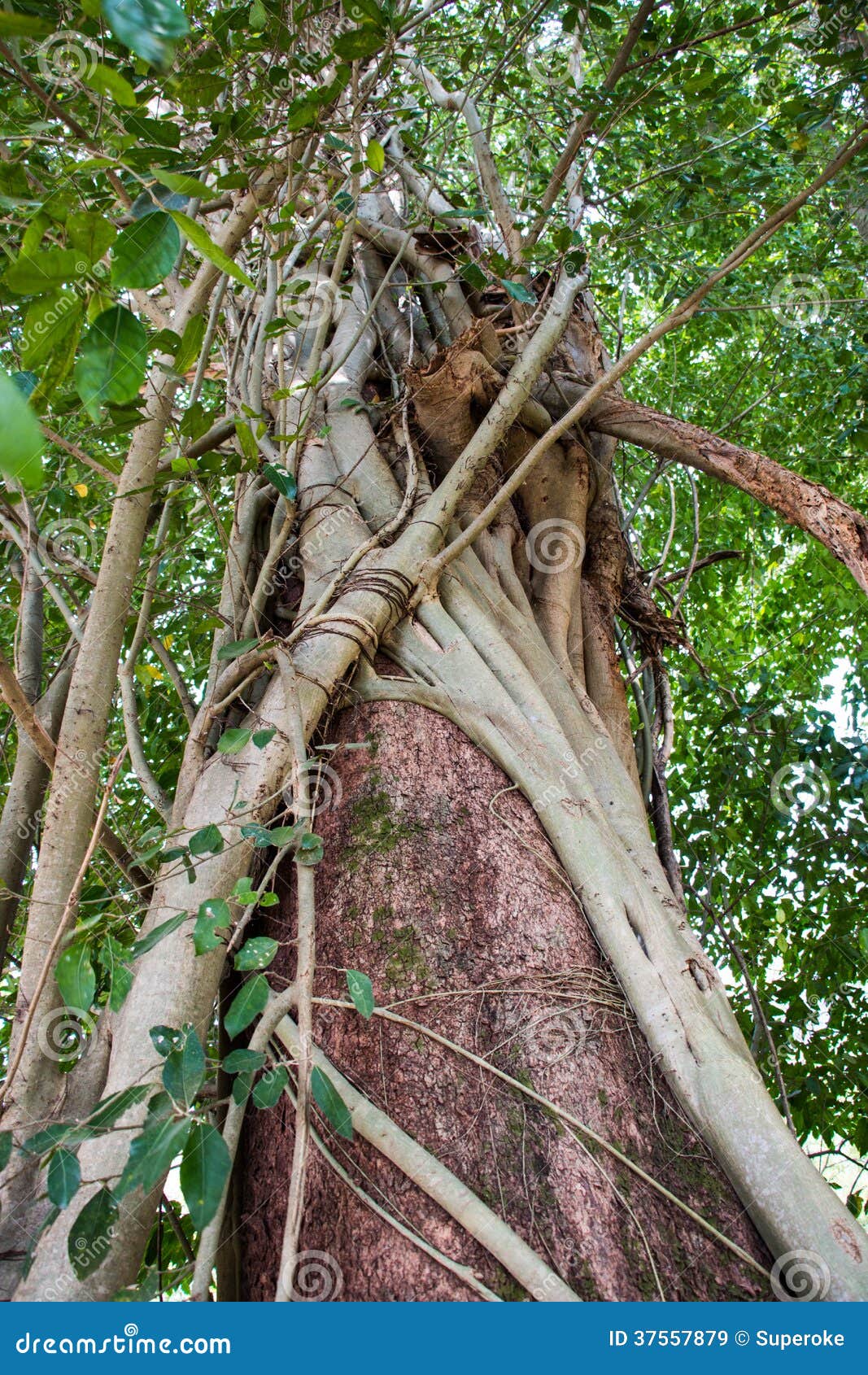 Tree and vine stock image. Image of detail, tropic, branch - 37557879