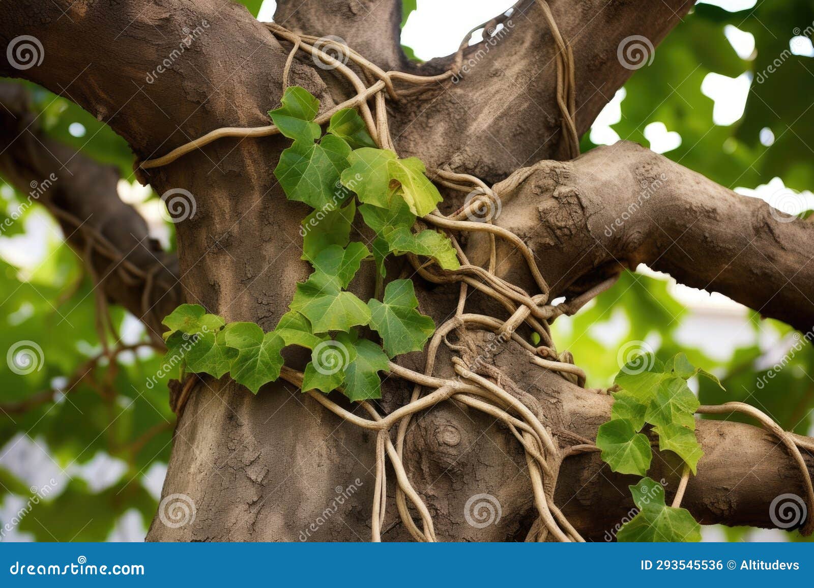 A Tree and a Vine Intertwined Stock Photo - Image of organic ...