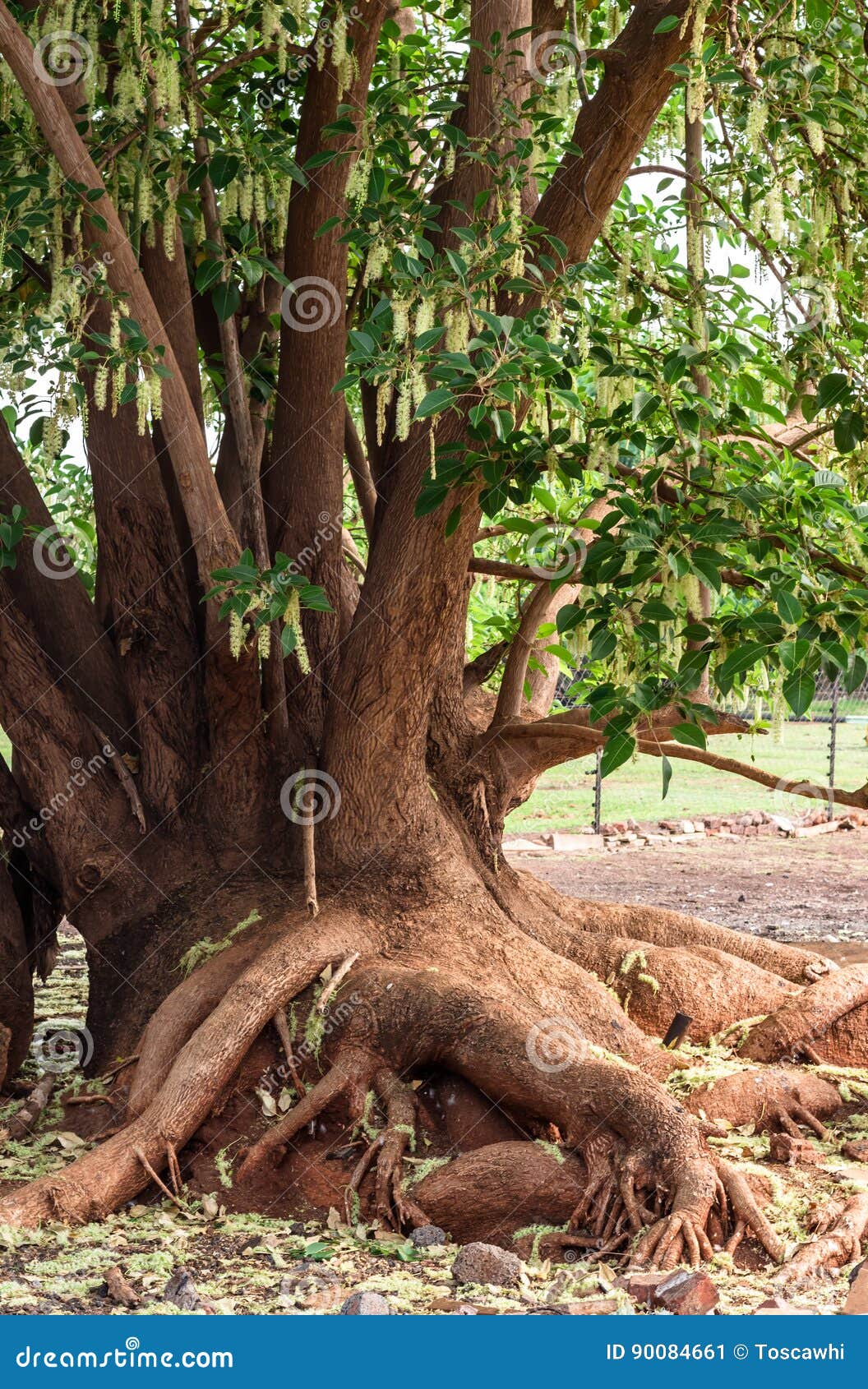 The Vine Roots Of Monstera On Tree Trunks Used As Texture And ...