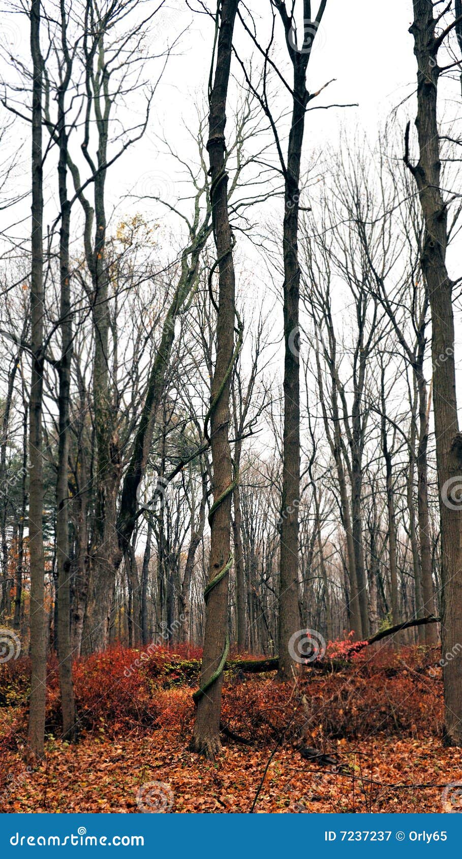 Tree with Vine Wrapped Around Trunk Stock Image - Image of outdoor ...